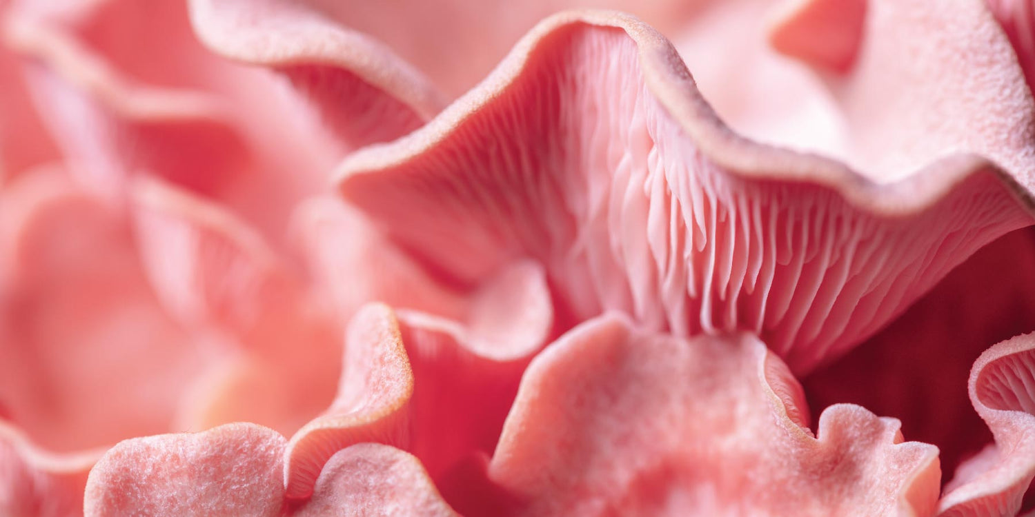 Everything You Need to Know About Pink Oyster Mushrooms – Nublume Mushroom