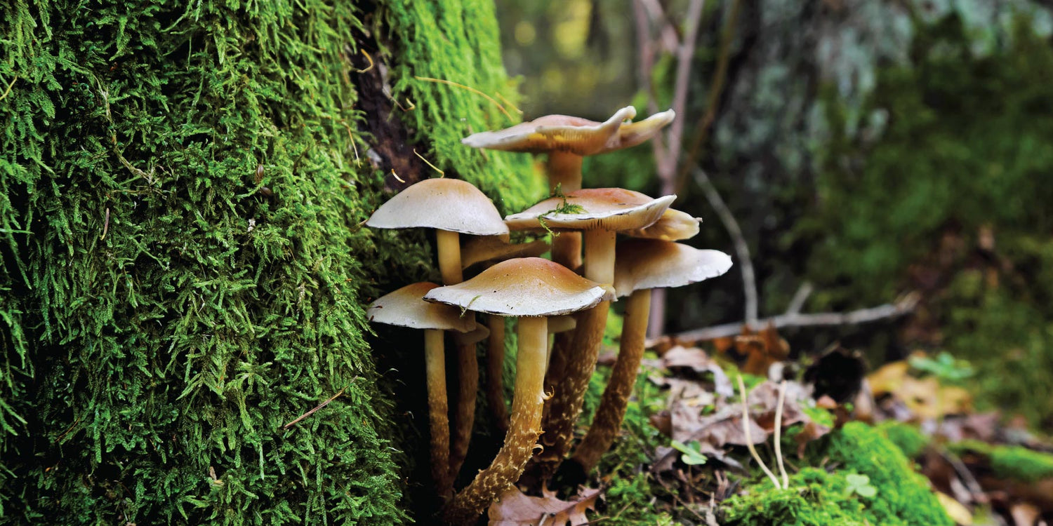 Everything You Need to Know About the Mushroom Life Cycle – Nublume ...