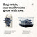 BloomBox Blue Oyster Mushroom Growing Kit - All-Natural – Nublume Mushroom