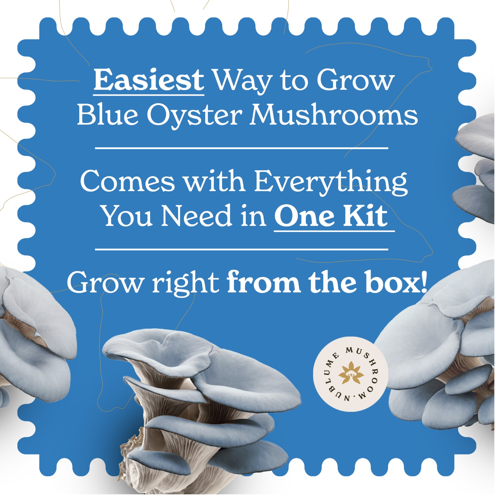 BloomBox Blue Oyster Mushroom Growing Kit - All-Natural – Nublume Mushroom