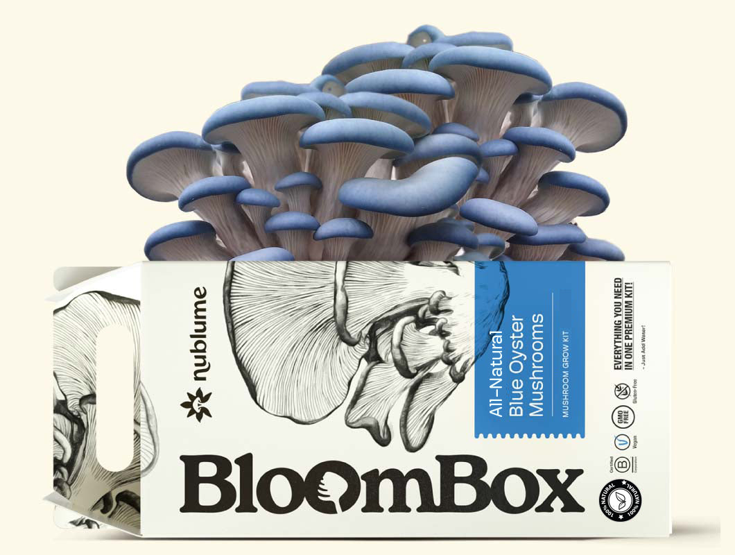 BloomBox Blue Oyster Mushroom Growing Kit - All-Natural – Nublume Mushroom