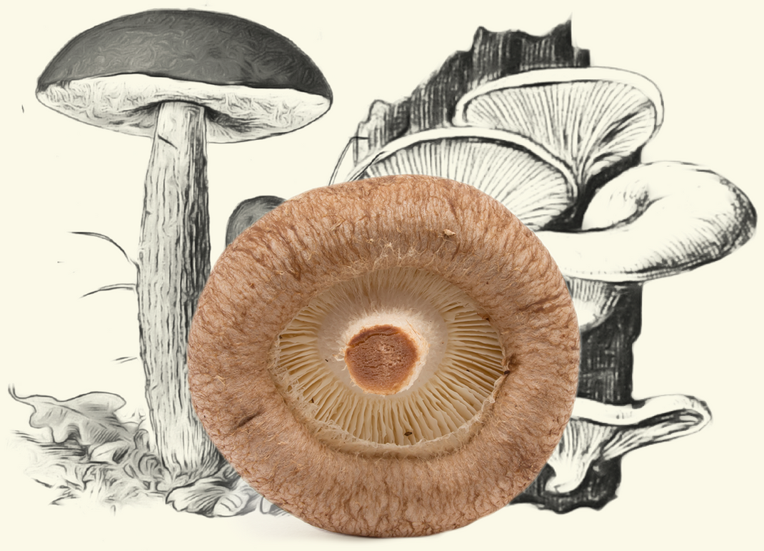 BloomBox Blue Oyster Mushroom Growing Kit - All-Natural – Nublume Mushroom